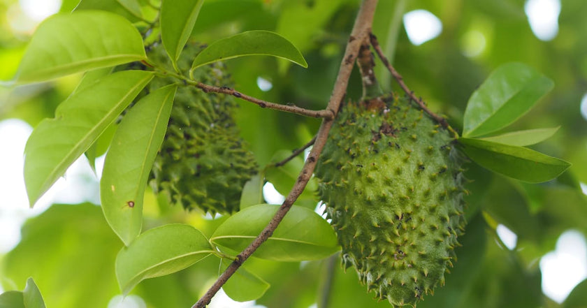15 Health Benefits of Soursop Leaves: Nature's Medicine Cabinet ...