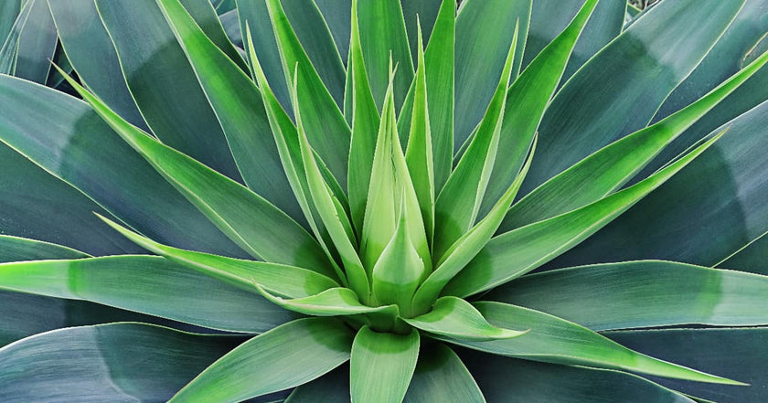 Agave Inulin: A Sweet Path to Gut Health and Beyond – Advanced Food Intolerance Labs