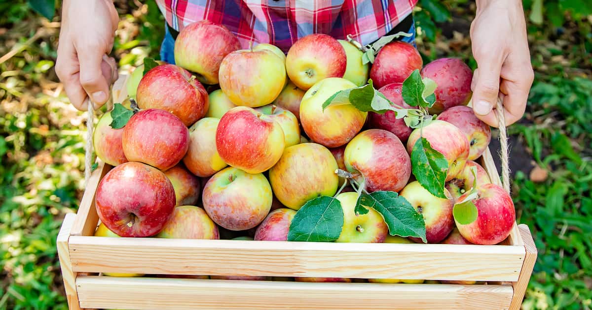 Are Apples Acidic? Unraveling the Sweet and Sour Truth – Advanced Food ...