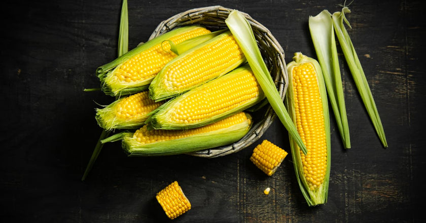 Understanding Corn Intolerance: Symptoms and Diagnosis – Advanced Food ...